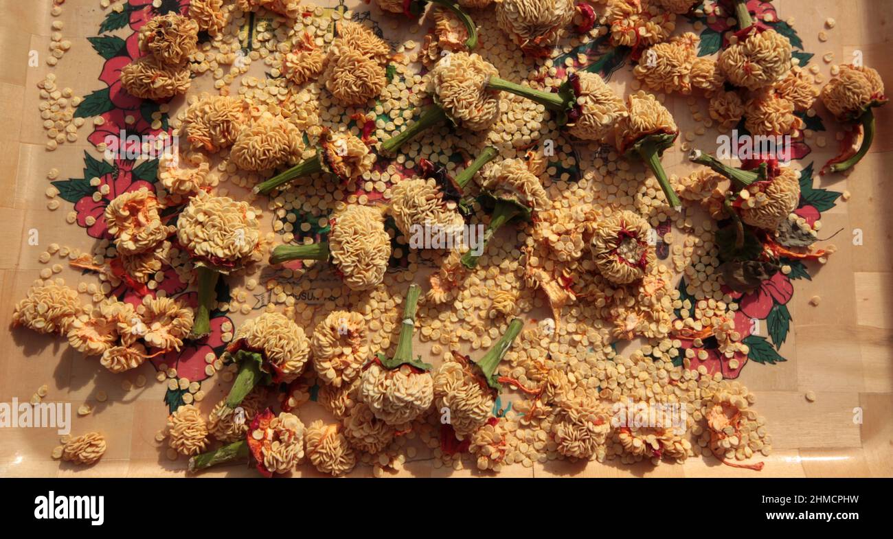 dried red pepper seeds for planting in soil Stock Photo - Alamy