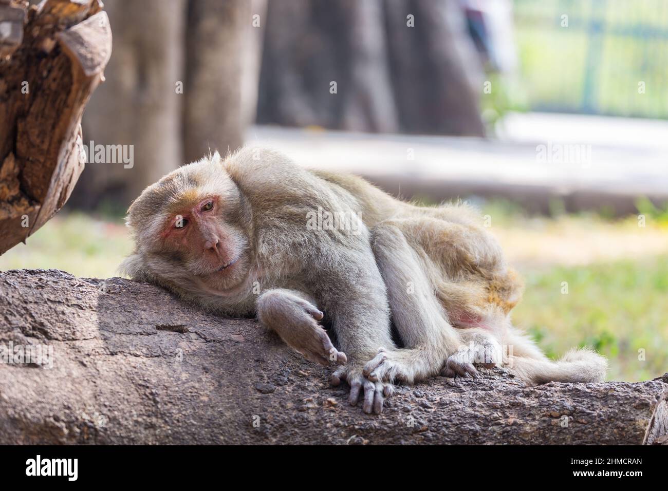 Monkey take a rest on the tree background Stock Photo - Alamy