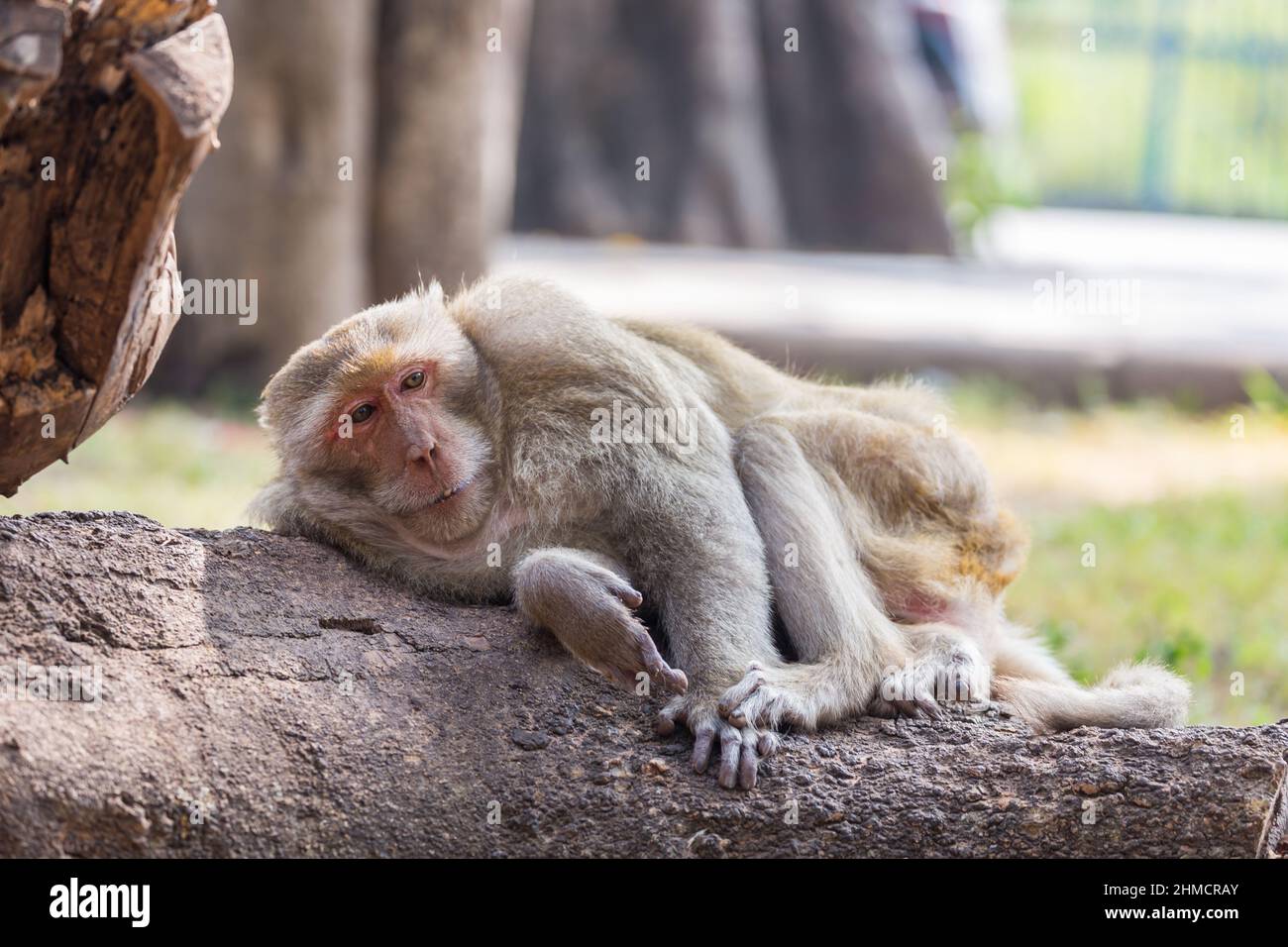 Monkey take a rest on the tree background Stock Photo - Alamy