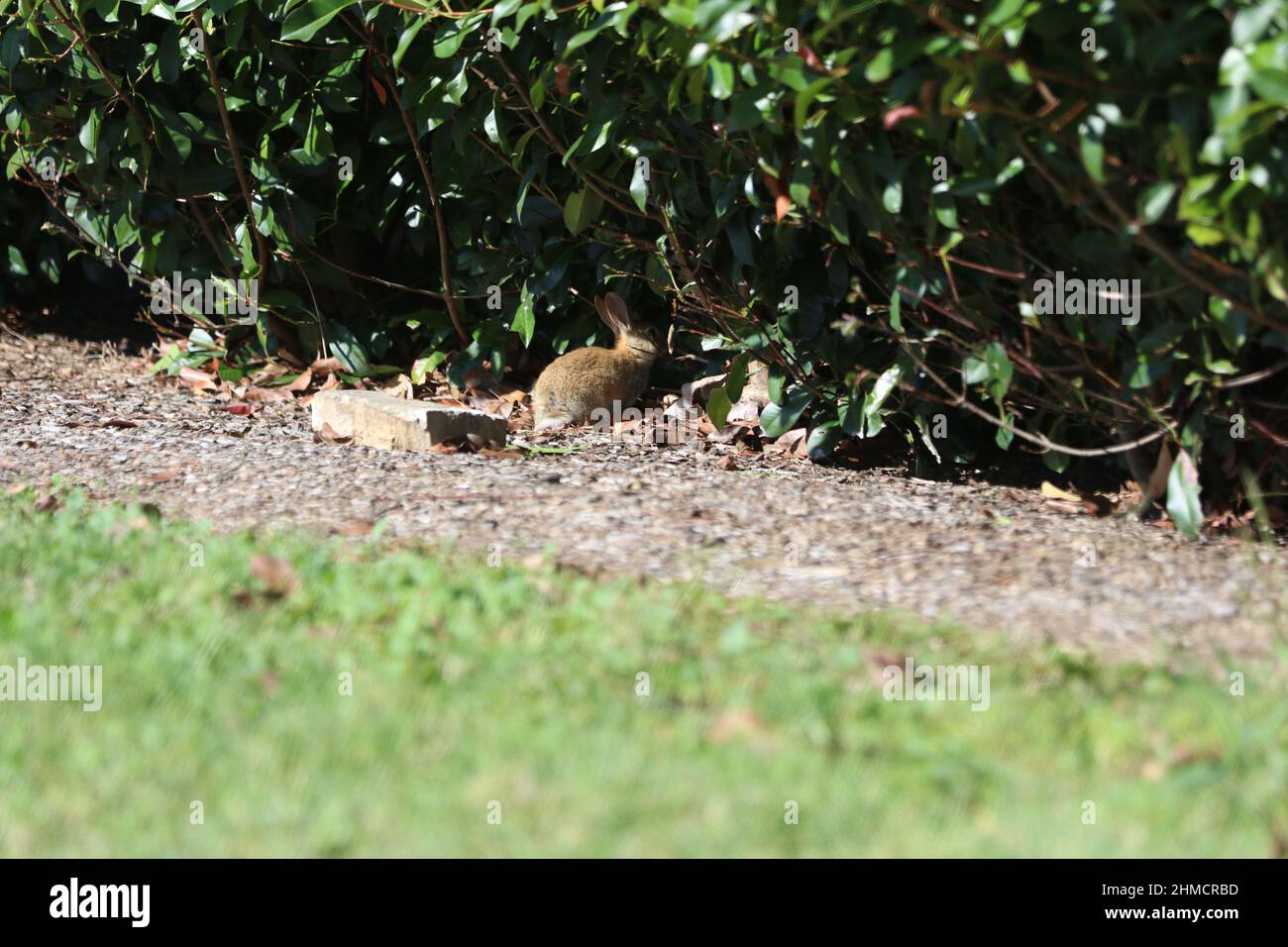 A rabbit in Canberra, Australia Stock Photo - Alamy