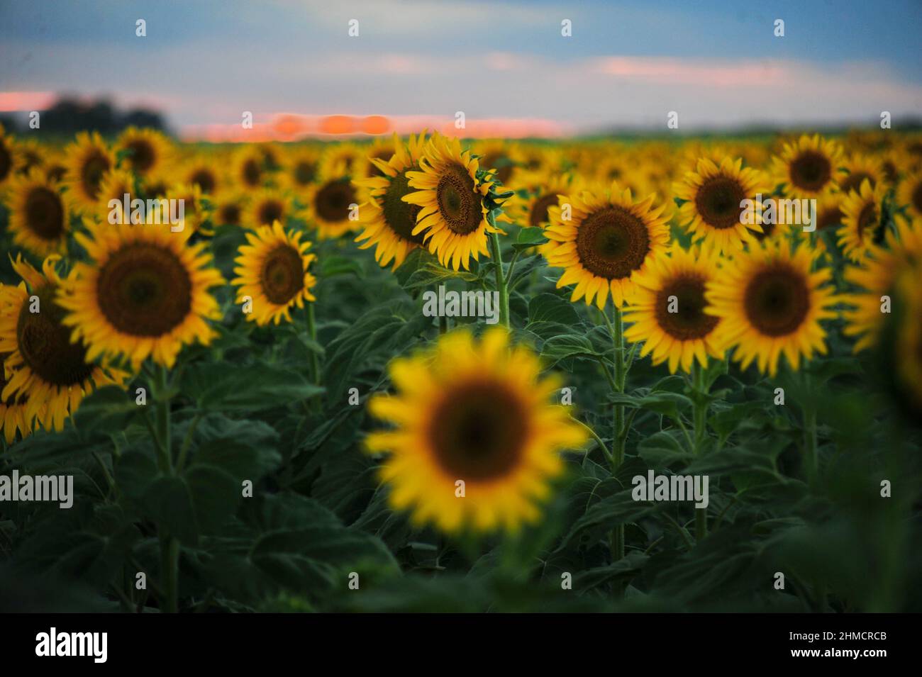 African sunflower farming hi-res stock photography and images - Alamy