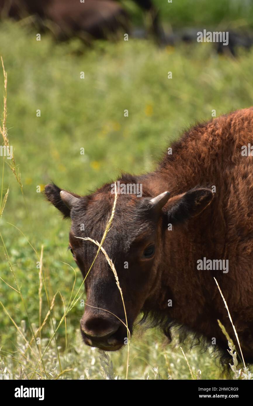 Cute young American buffalo calf looking up through tall grass Stock ...
