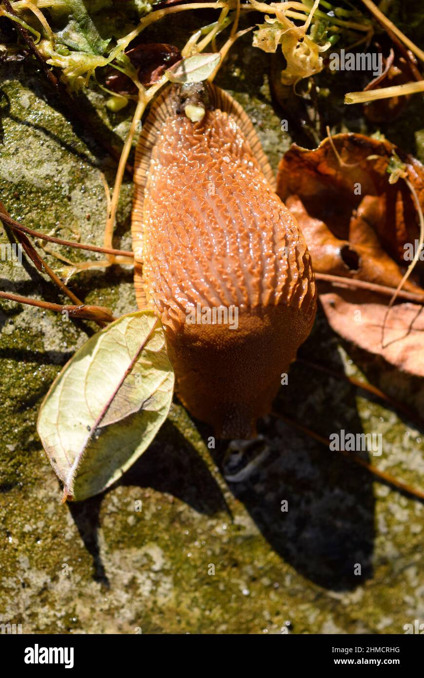 Orange slug hi-res stock photography and images - Alamy
