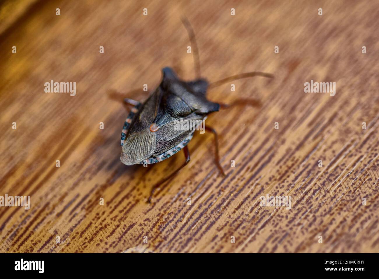 Red legged shieldbug forest bug pentatoma hi-res stock photography and ...