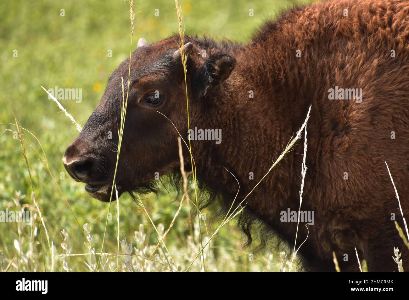 Fantastic capture of a young American Buffalo through blades of grass ...