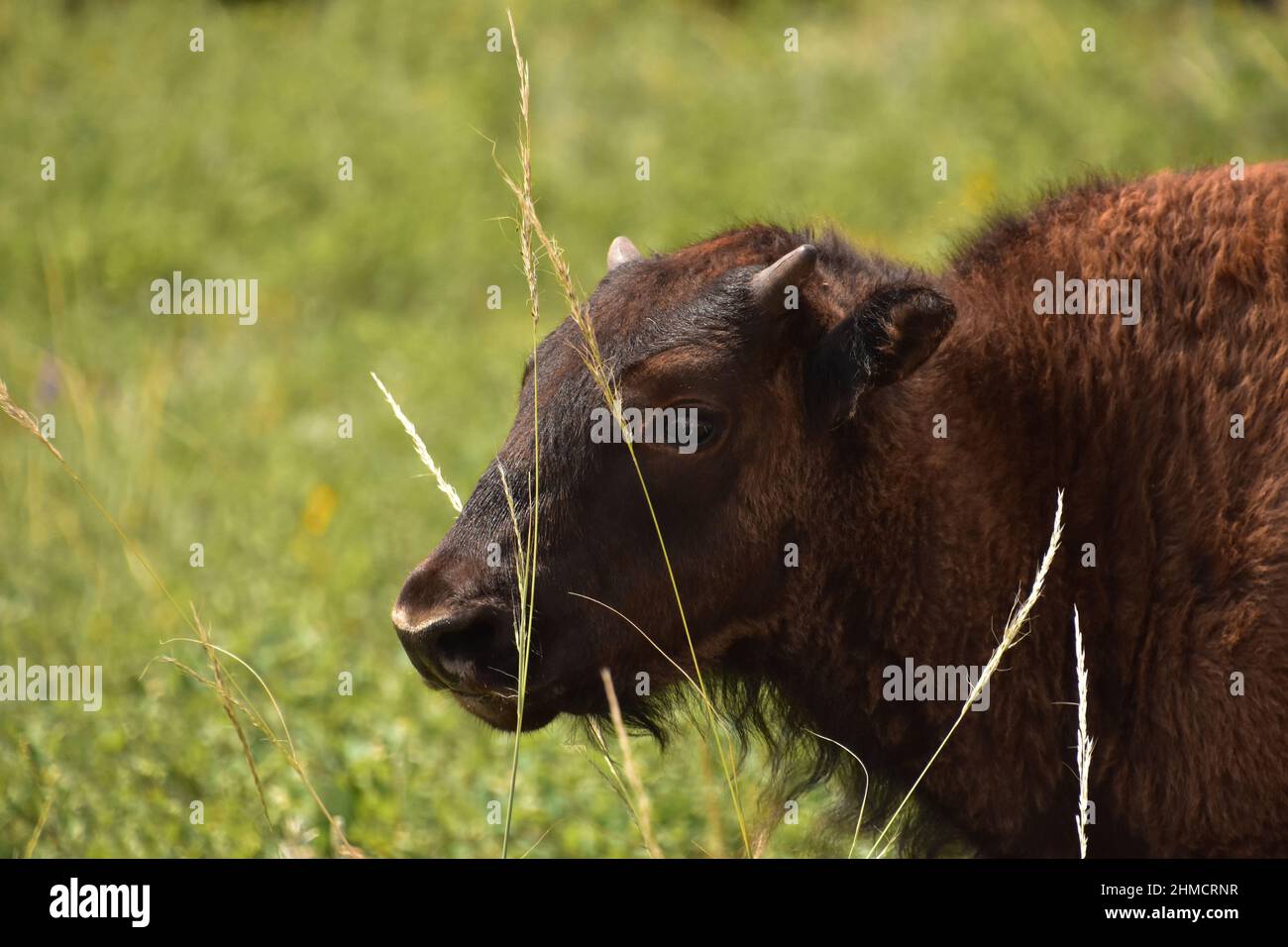 Tall bull bison hi-res stock photography and images - Alamy