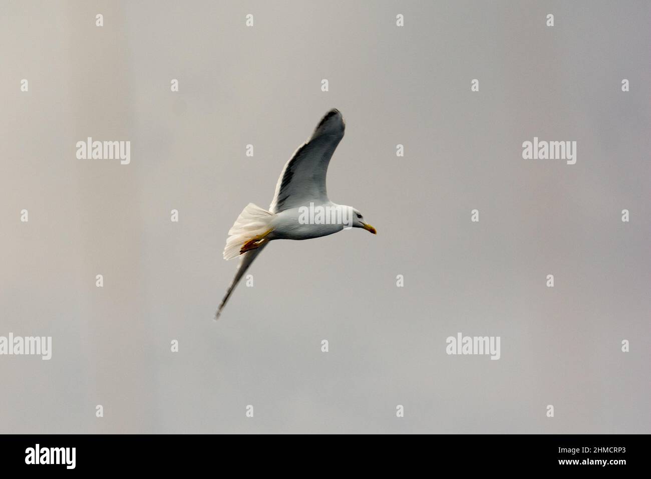 Yellow-legged gull flying above the north coast of La Gomera in the ...