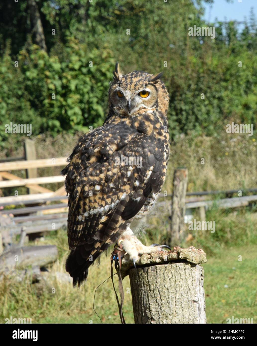 Suffolk owl sanctuary hi-res stock photography and images - Alamy