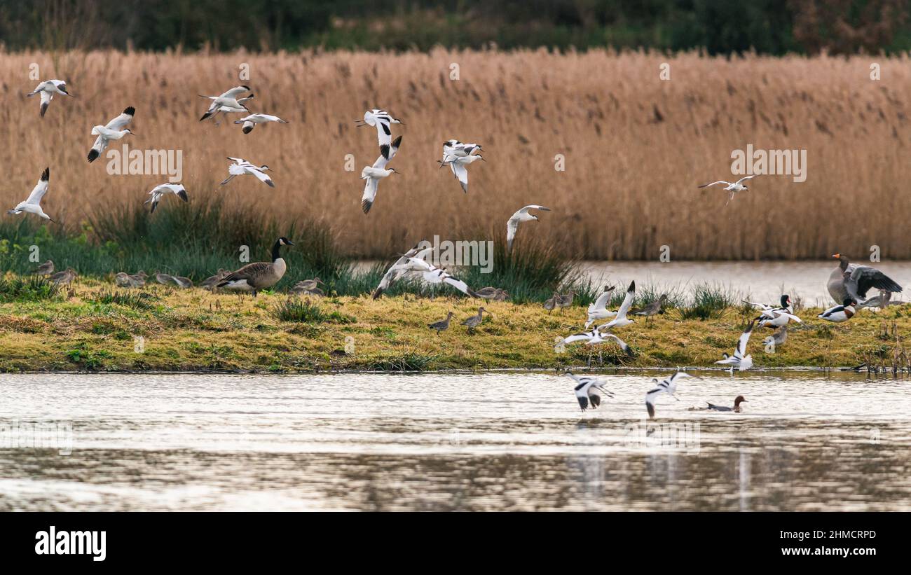 Pied Avocets, Recurvirostra avosetta in a flight over Marshland Stock ...