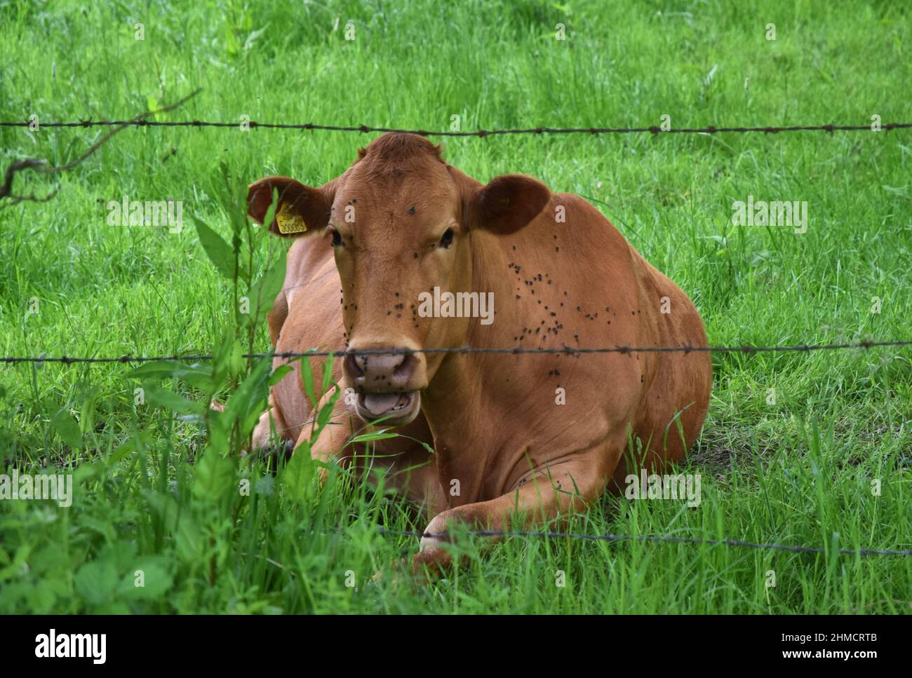 Cow sitting down hi-res stock photography and images - Alamy