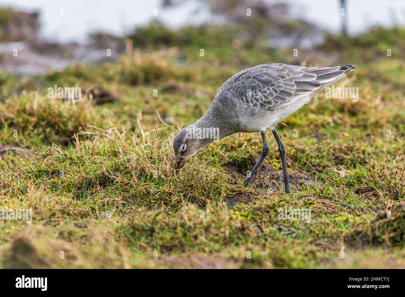Black-tailed Godwit, Limosa limosa in environment Stock Photo - Alamy