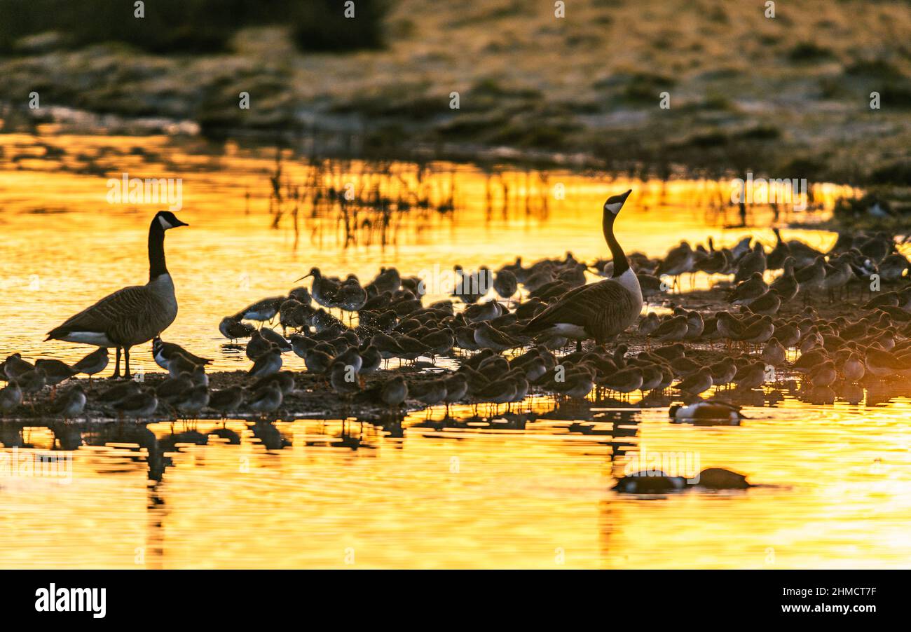 Canada Geese, Canada Goose, Branta Canadensis at sunrise Stock Photo ...