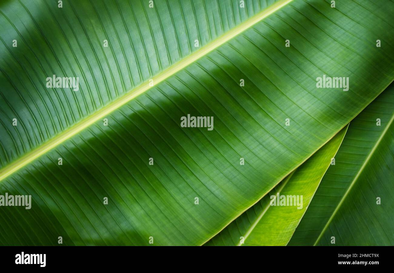 Green fresh banana leaves hi-res stock photography and images - Alamy
