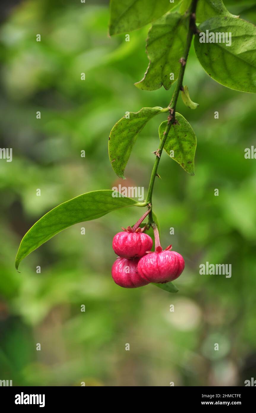 Garcinia cambogia fruit hi-res stock photography and images - Alamy