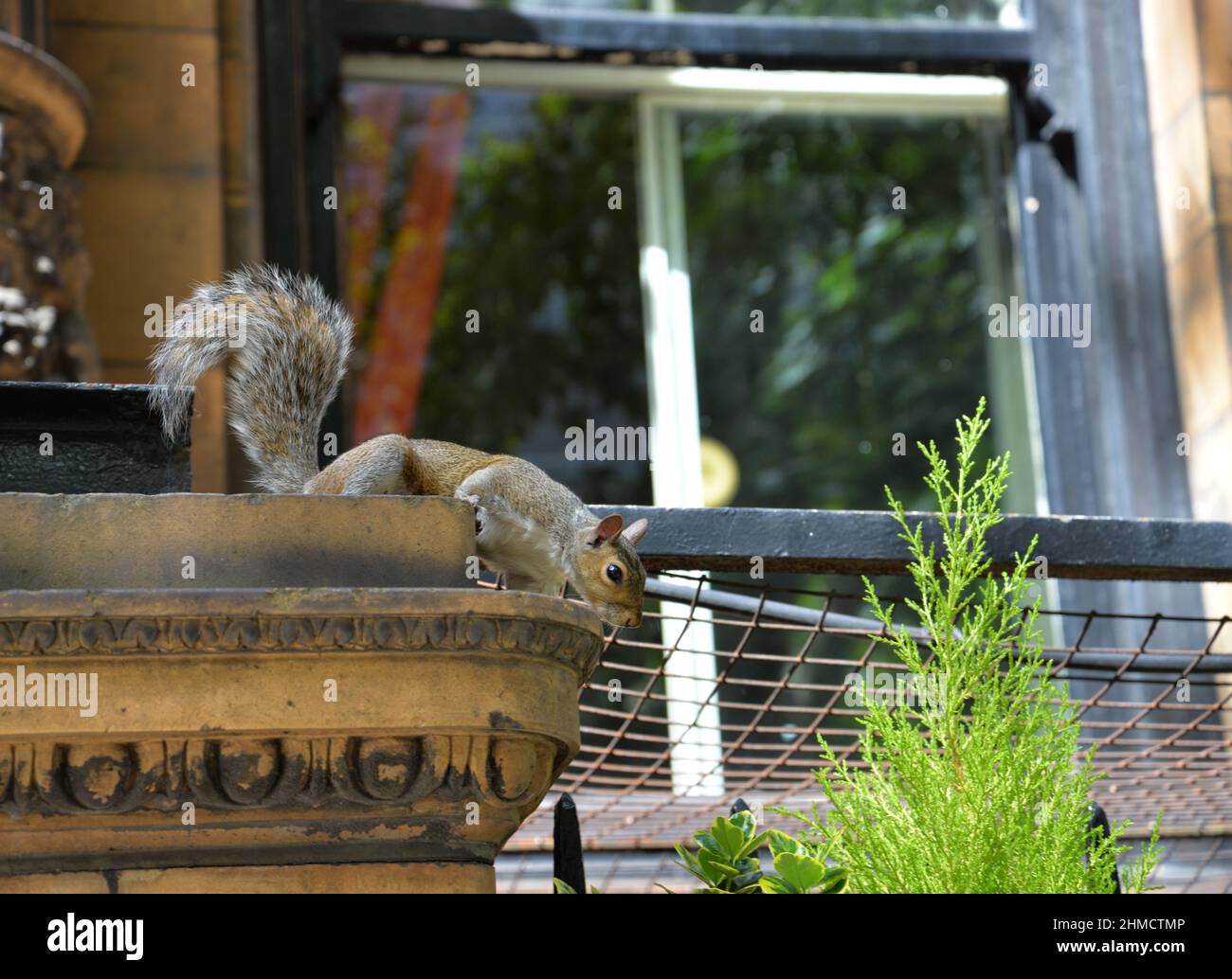 A squirrel was running beside the street Stock Photo - Alamy