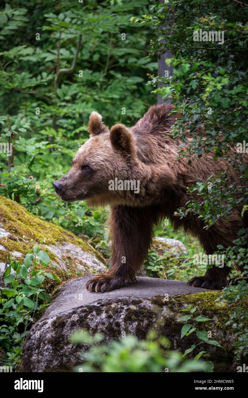 Brown Bear on a Rock in the Forest, Slovakia, Europe Stock Photo - Alamy