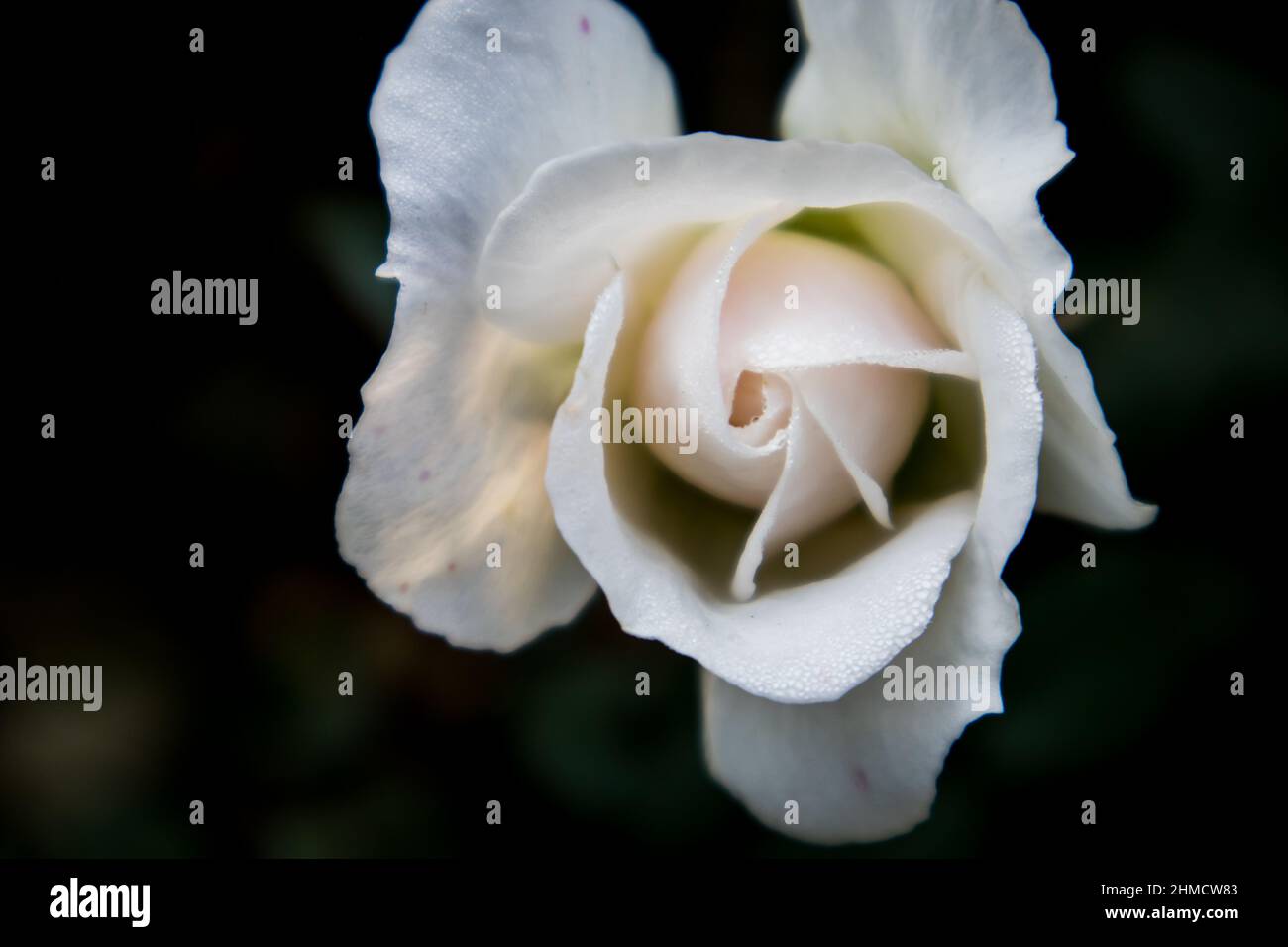 Celebrity greeting card hi-res stock photography and images - Alamy