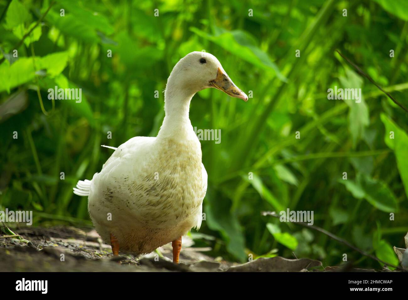 There is a beautiful white duck standing on the ground Stock Photo - Alamy