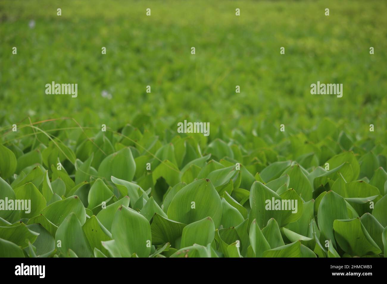 Water Hyacinth In the river Stock Photo - Alamy