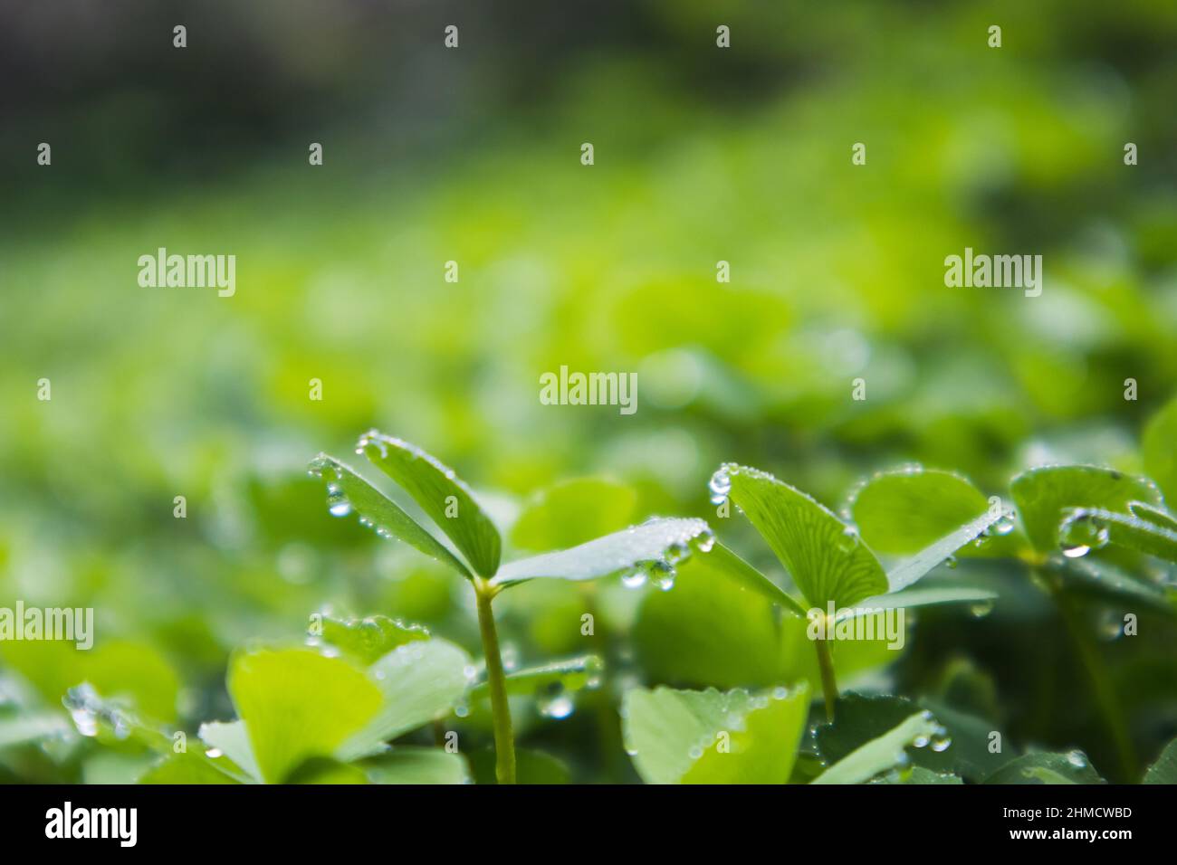 Green shamrock plants in wood in the winter morning with dew drops on ...