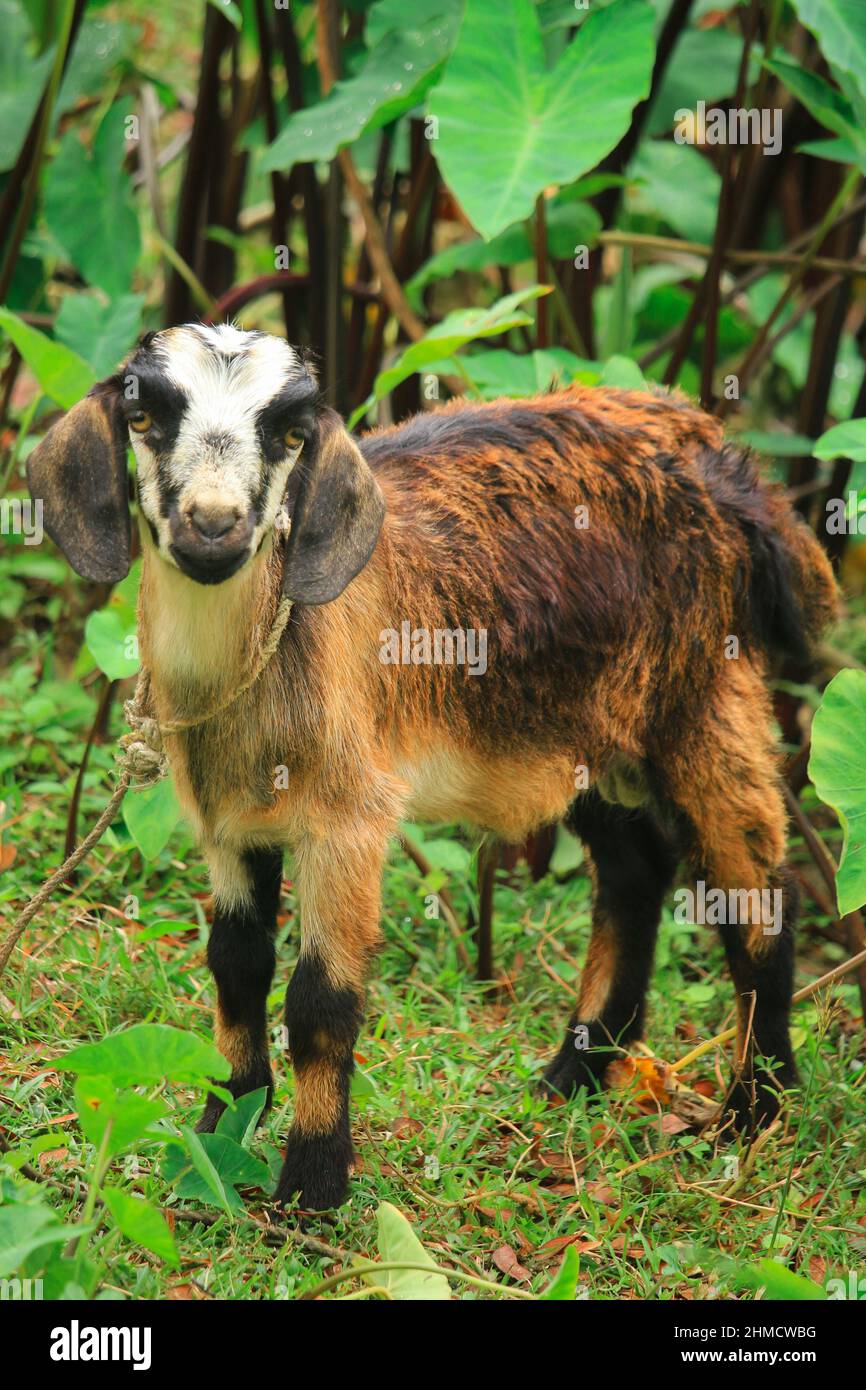 Brown agouti pygmy goat standing side ways with head turned and Stock ...