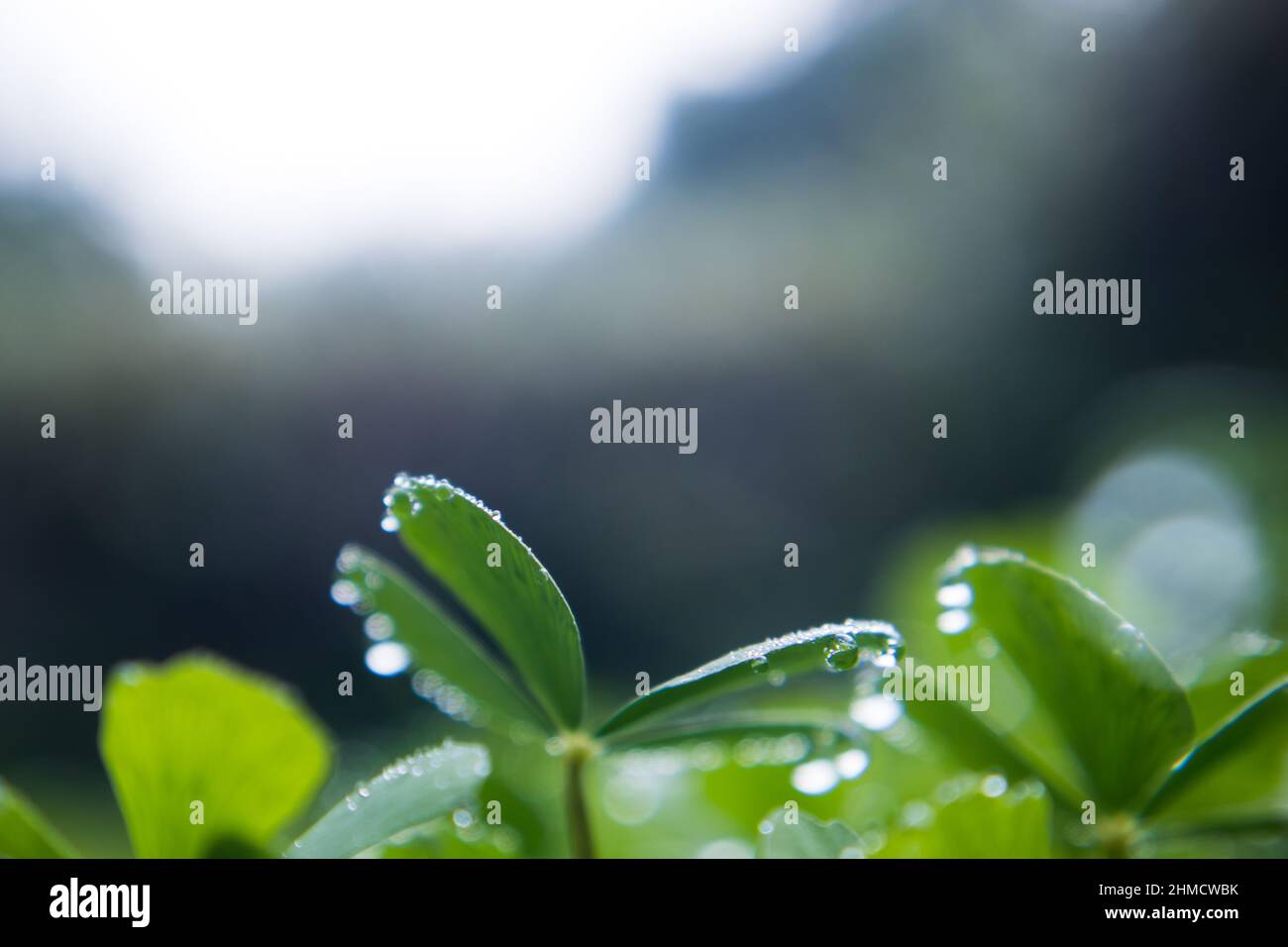 Green shamrock plants in wood in the winter morning with dew drops on ...