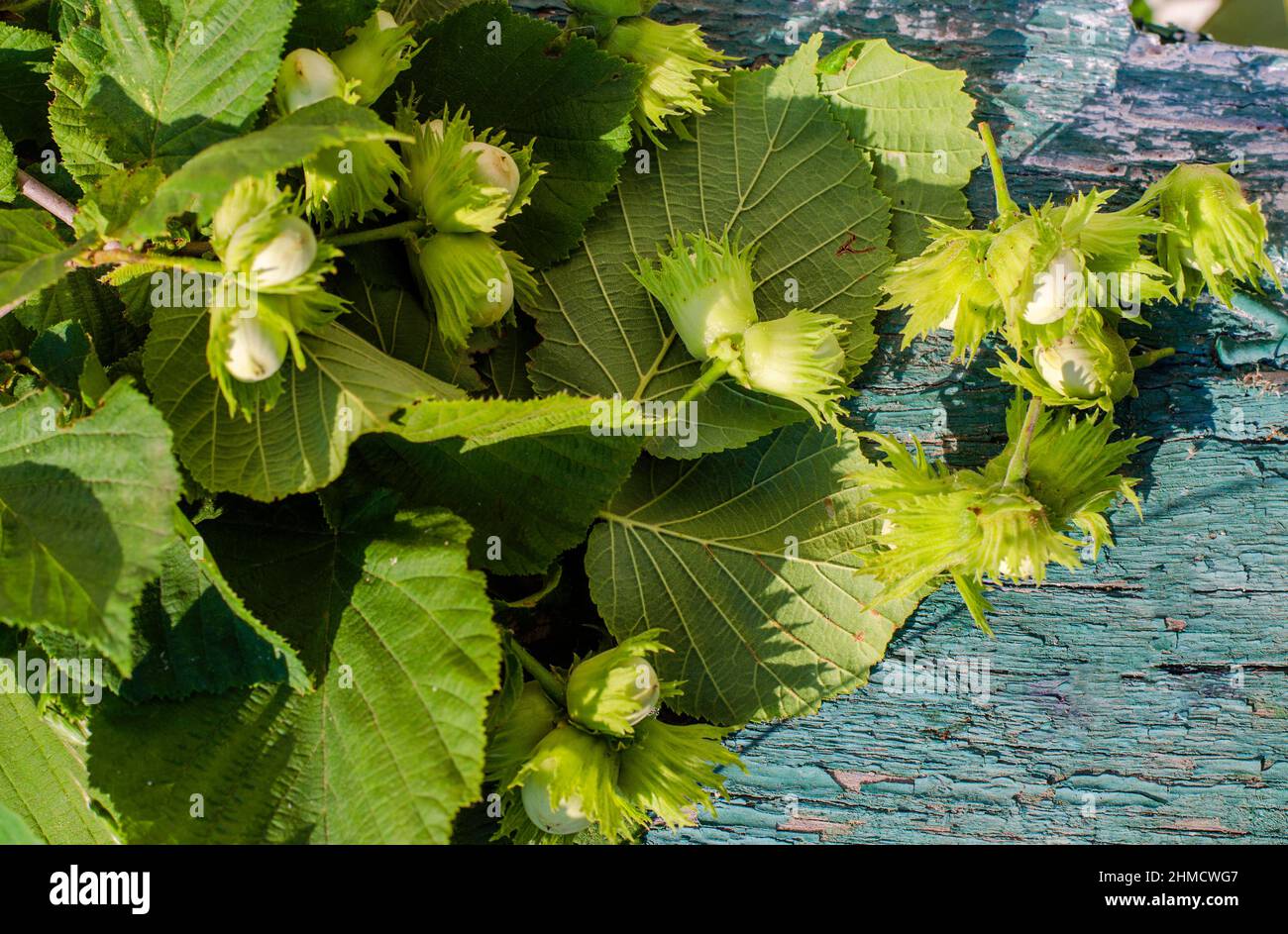 Hazelnut in shell hi-res stock photography and images - Alamy