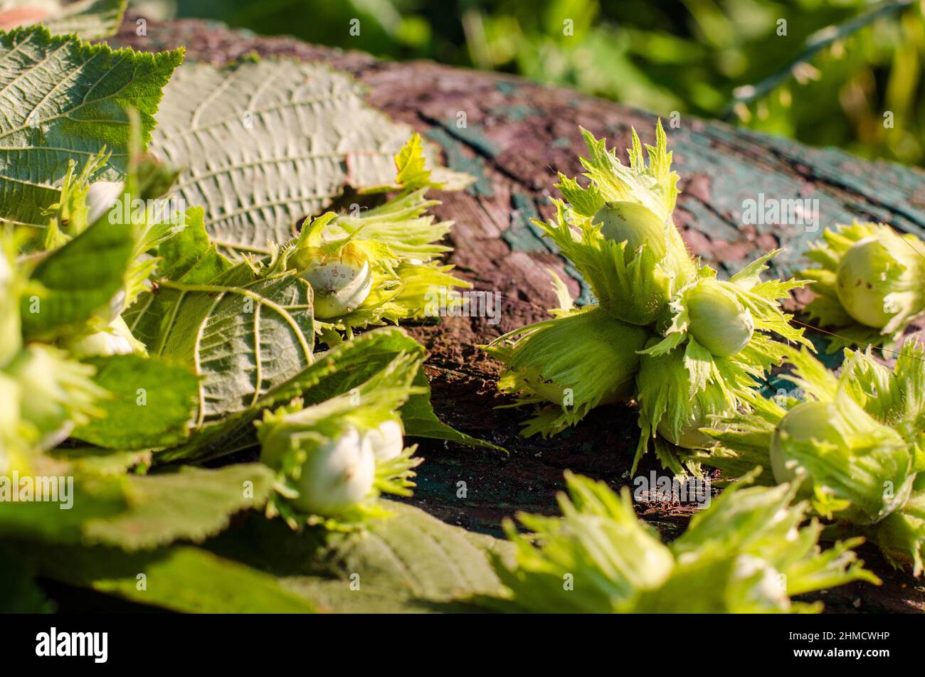 Hazelnut in shell hi-res stock photography and images - Alamy