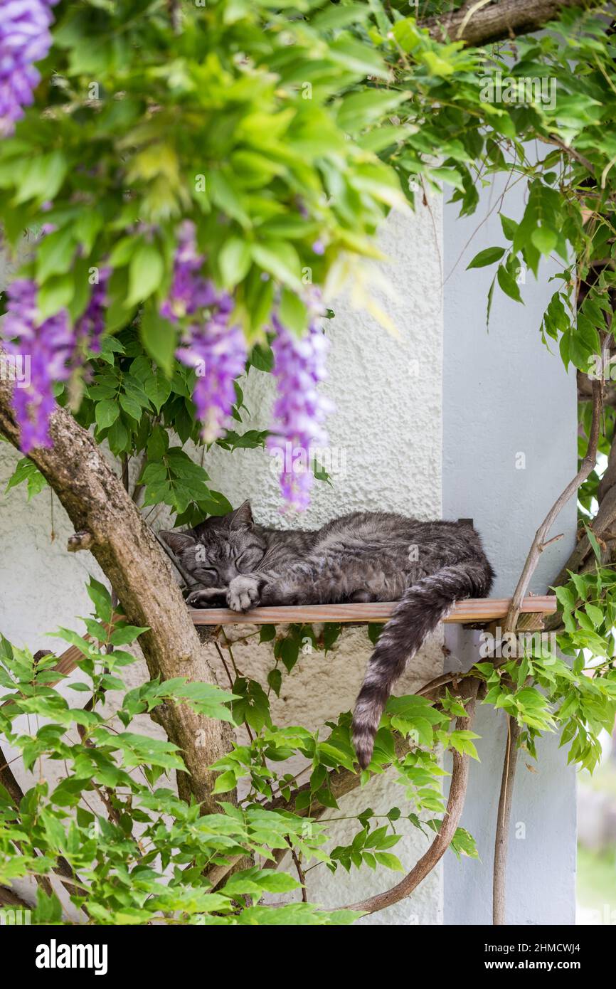 Cat sleeping in tree hi-res stock photography and images - Alamy