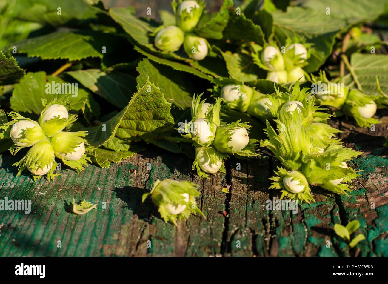 Hazelnut in shell hi-res stock photography and images - Alamy