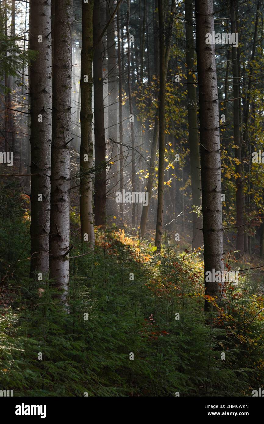 Peaceful forest hi-res stock photography and images - Alamy