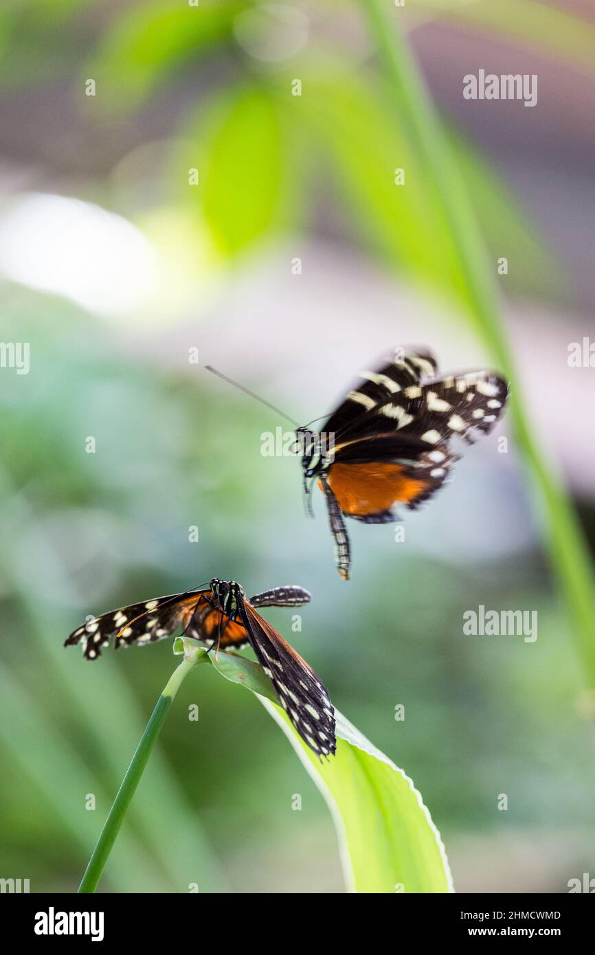 Two Golden Longwing (Heliconius Hecale) Butterflys during Mating Flight ...