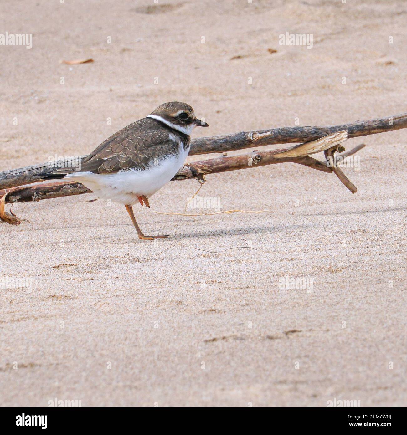 Small gray bird Big-billed plover on a sandy beach. Greater Sand Plover ...