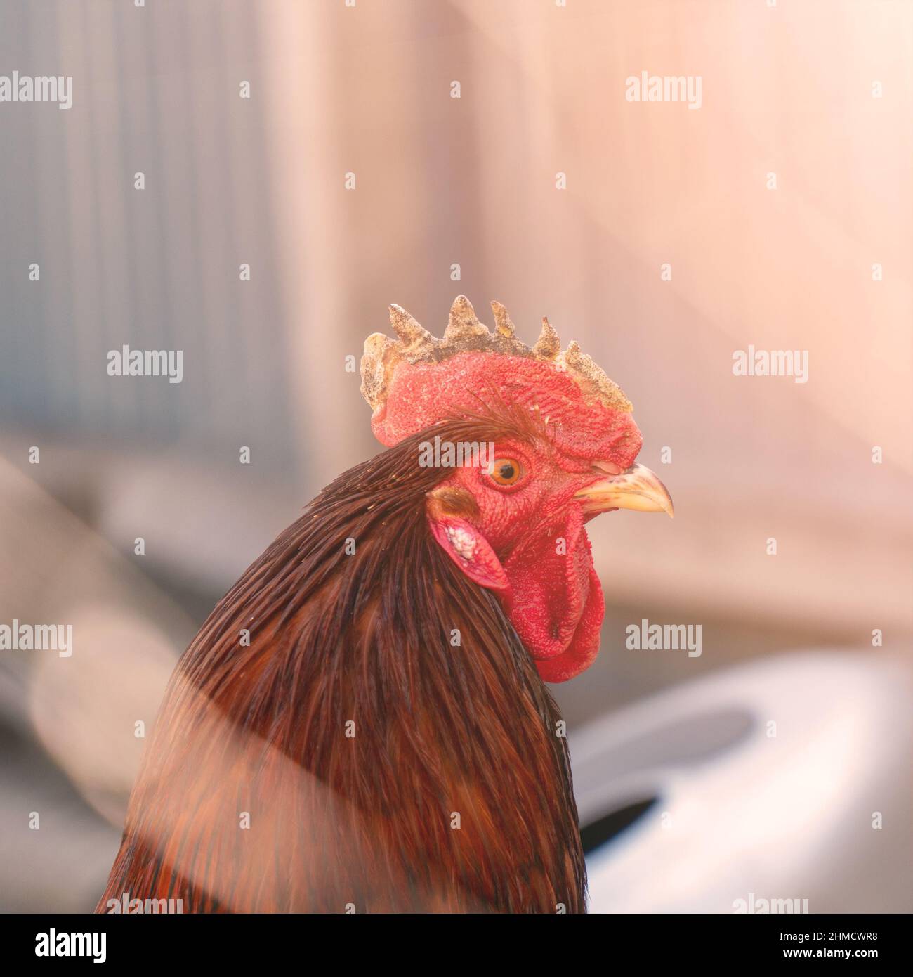 Portrait of a red rooster with a red scallop in the sunlight. Selective ...