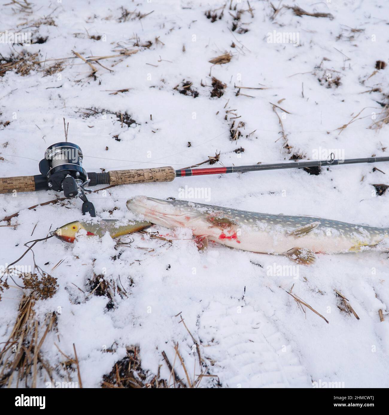Spinning rod with baitcasting reel, bait and caught a pike lying on the ...