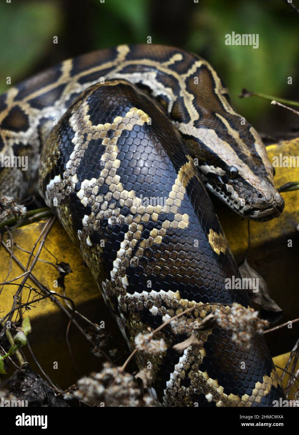 A mature Burmese Python near Yung Shue Wan on Lamma island in Hong Kong ...