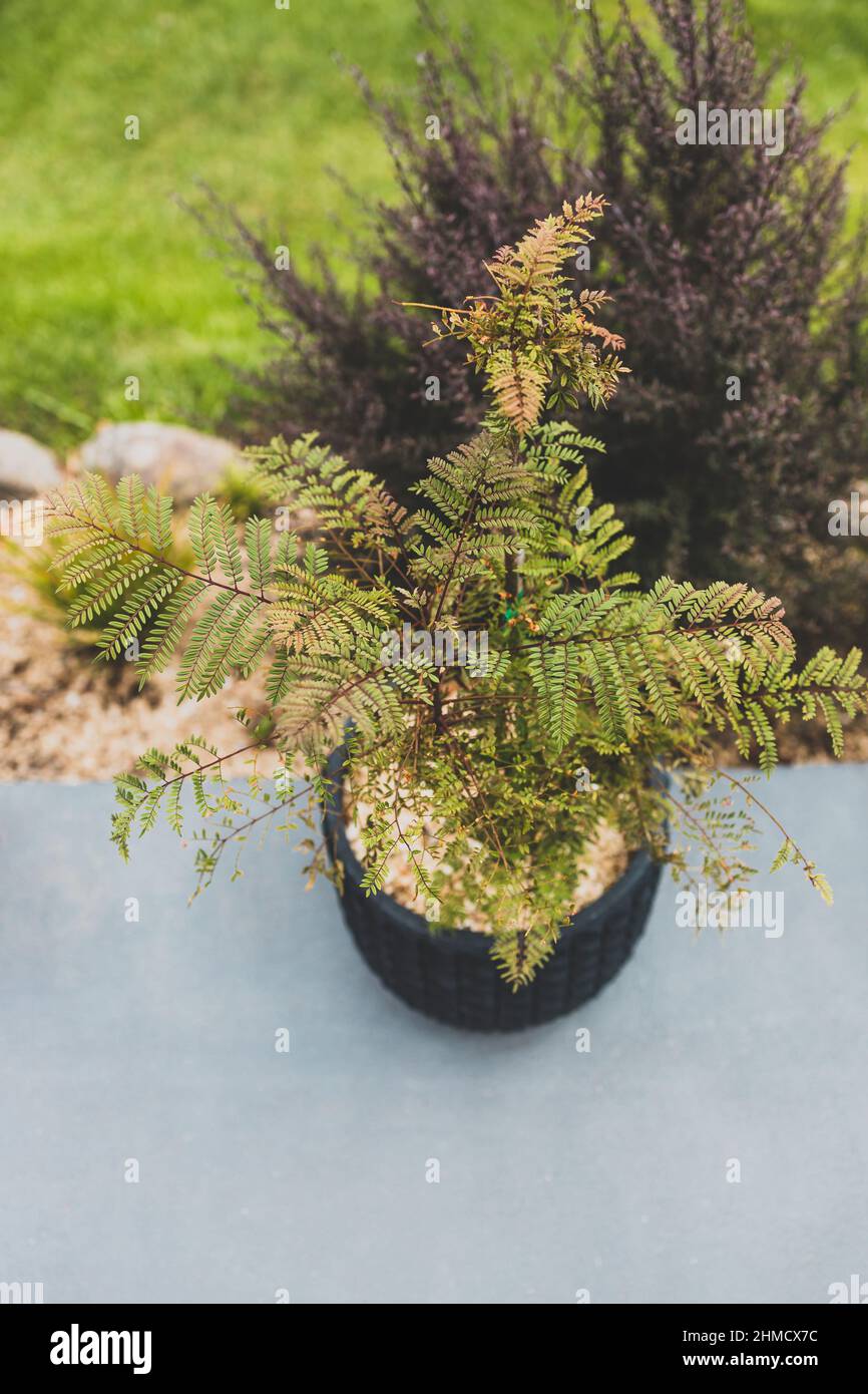 Jacaranda tree backyard hi-res stock photography and images - Alamy