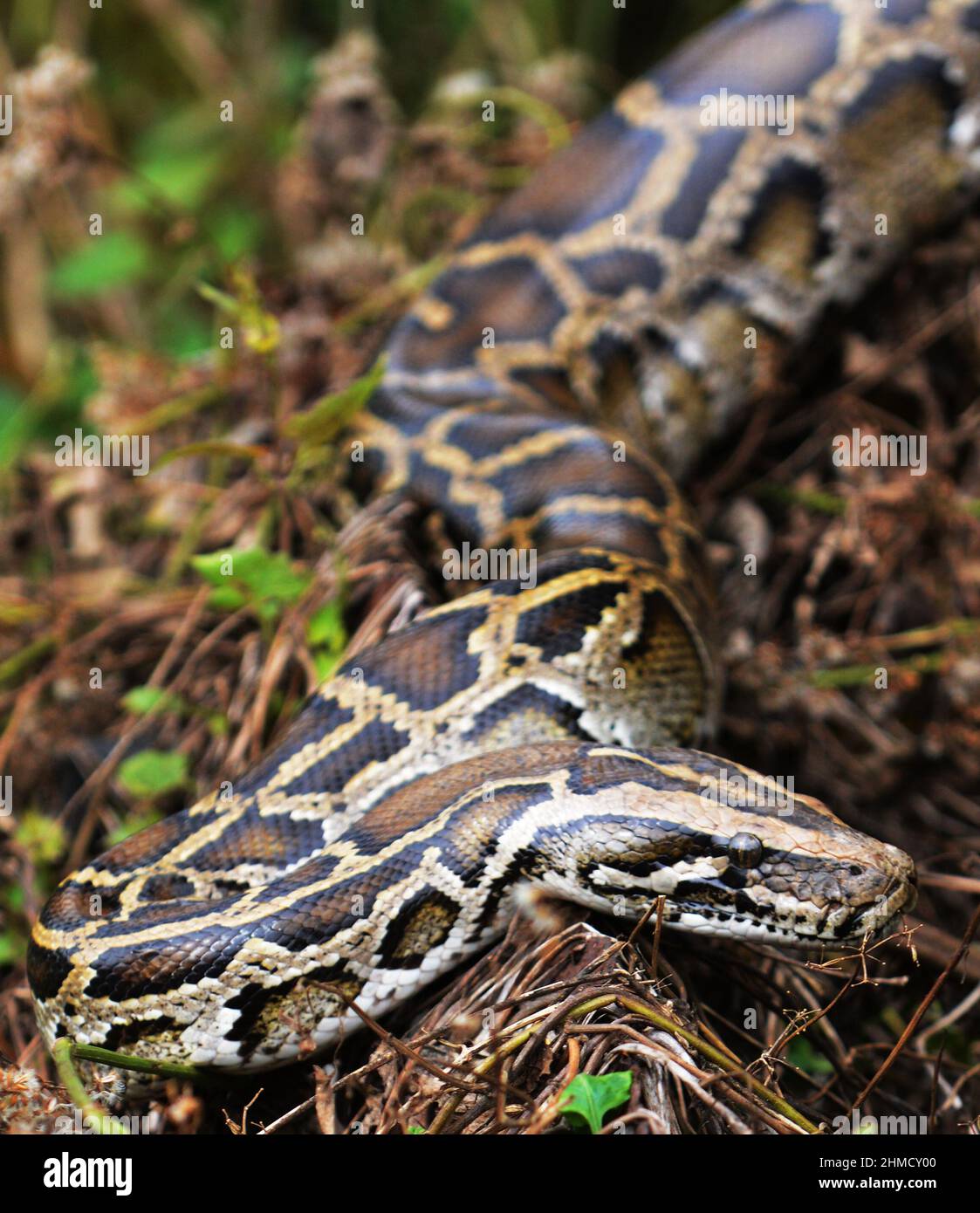 A mature Burmese Python near Yung Shue Wan on Lamma island in Hong Kong ...