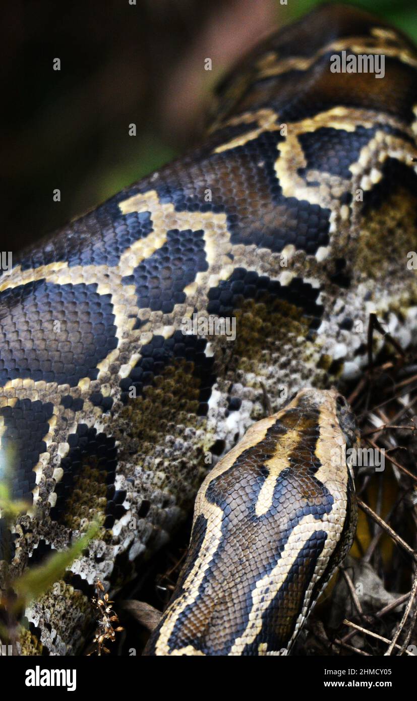 A mature Burmese Python near Yung Shue Wan on Lamma island in Hong Kong ...