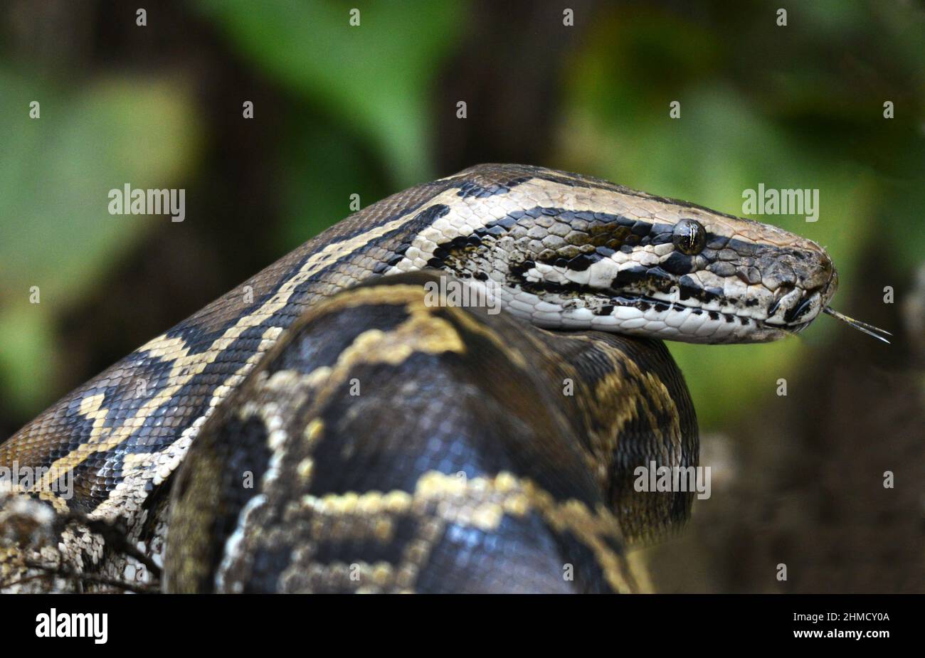 Hong kong snakes hi-res stock photography and images - Alamy