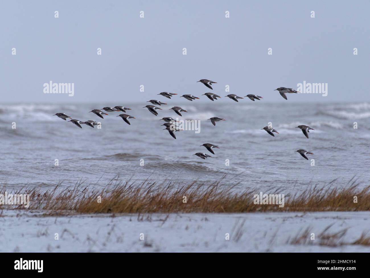 A flock of Redshank, Tringa totanus, in flight over salt marsh ...