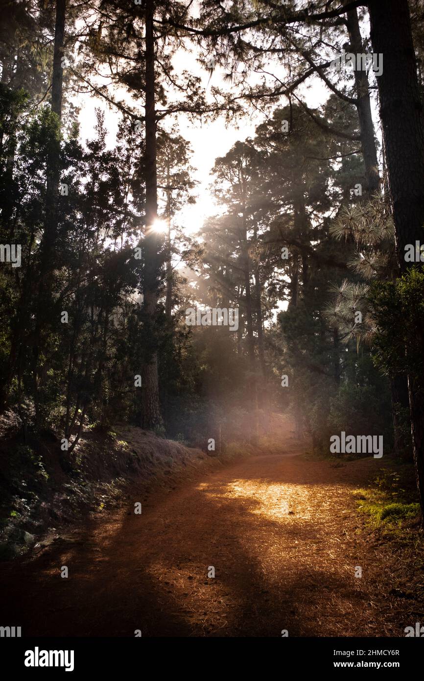 Scenic light in the forest woods with off road path. Outdoors park ...