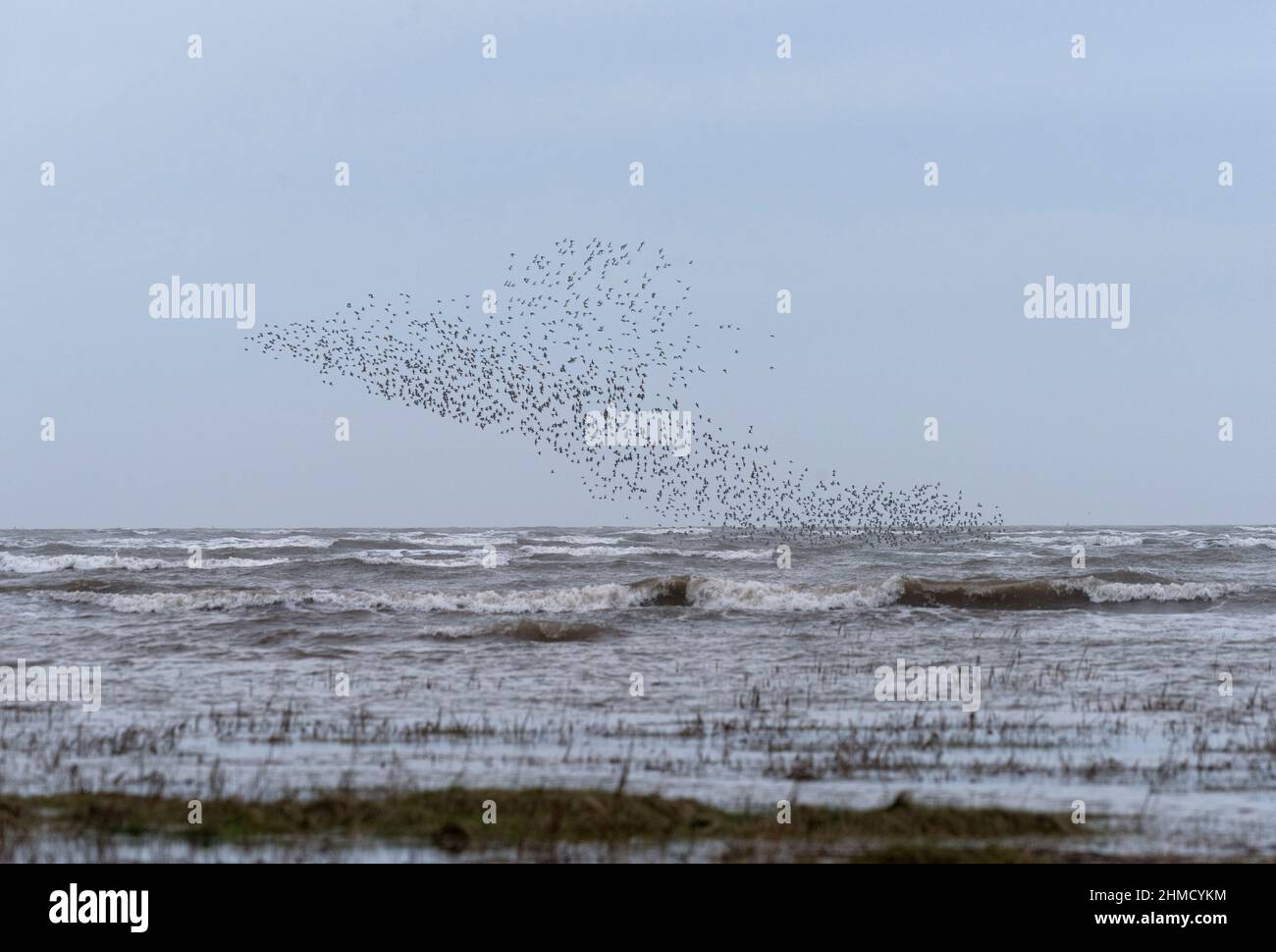 Sanderling, Calidris alba, flock in flight, over Morecambe Bay ...