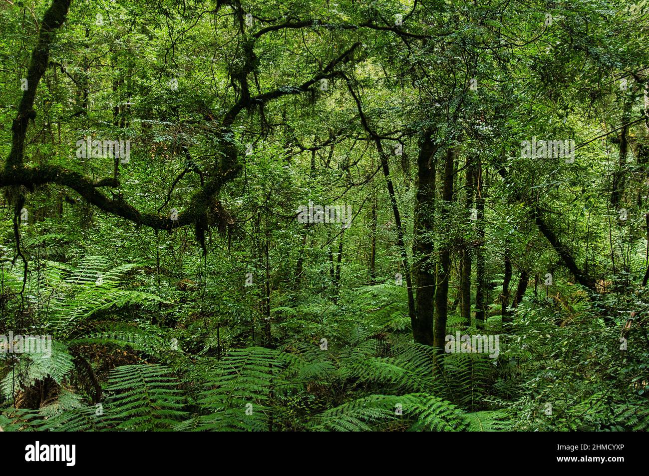 The almost impenetrable lush green rainforest in the Yarra Ranges ...