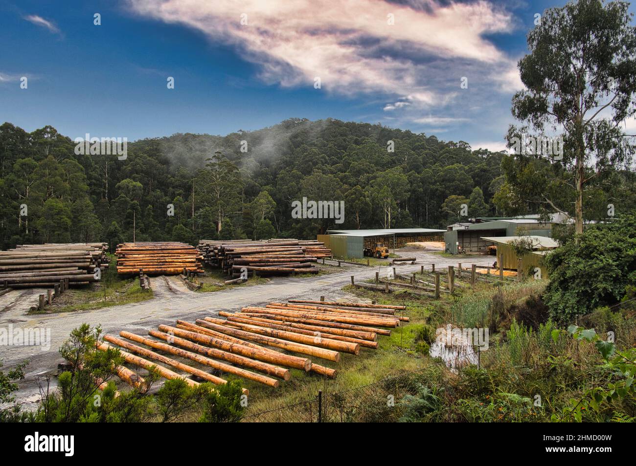 Stacks of logs and drying logs on a timber yard and saw mill at Noojee ...