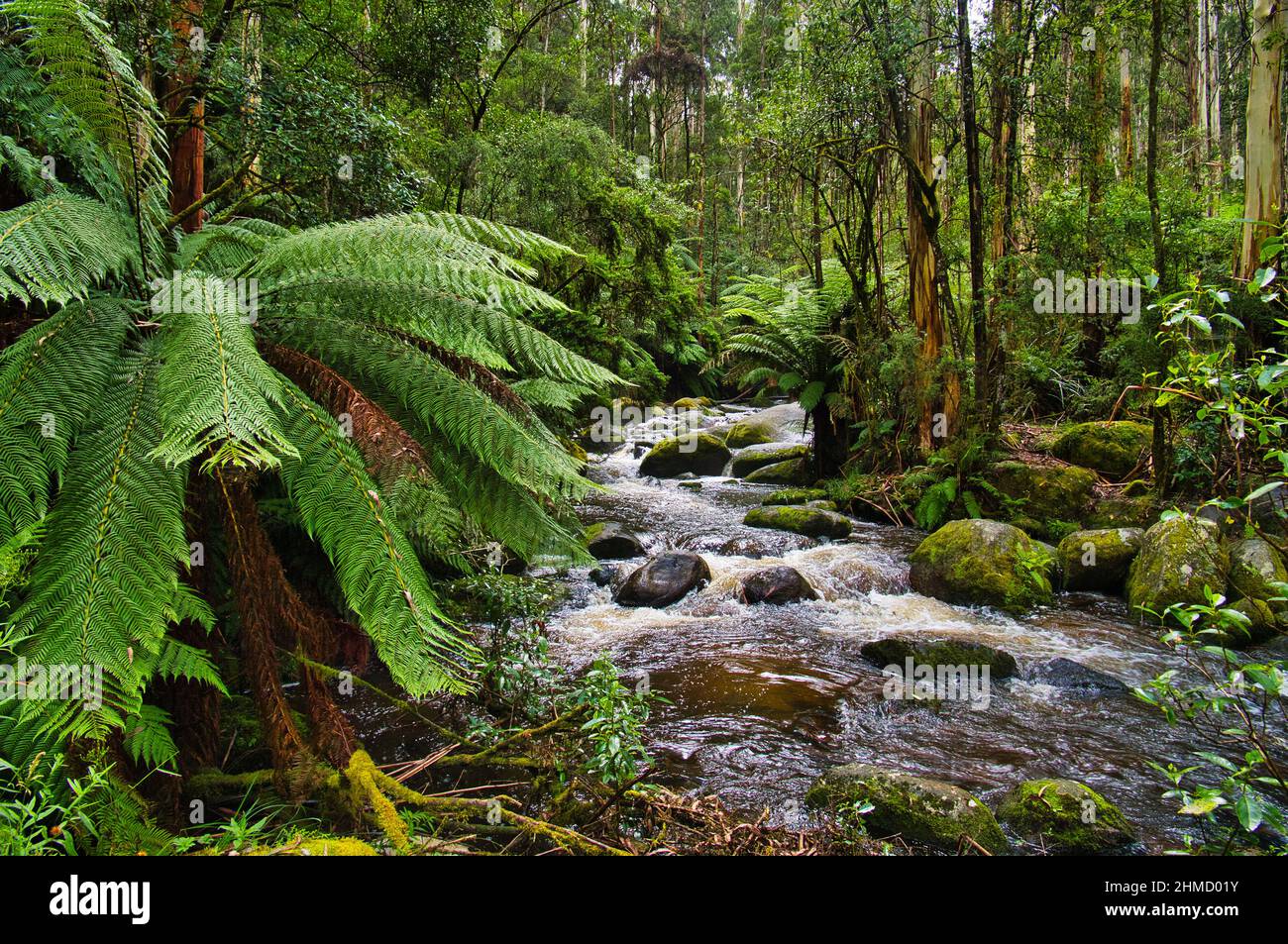 Mountain stream, moss-covered boulders, eucalyptus trees end tree ferns ...