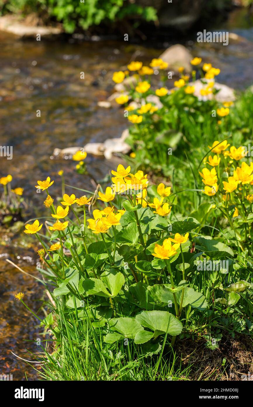 Marsh marigold flowering at beach a creek Stock Photo - Alamy