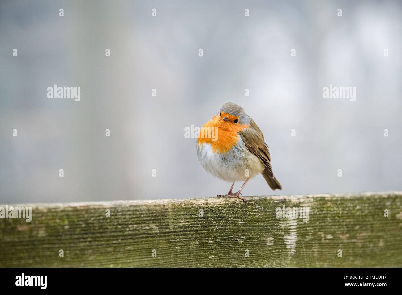 Lyon (France), 25 January 2022. A robin on a wooden fence Stock Photo ...