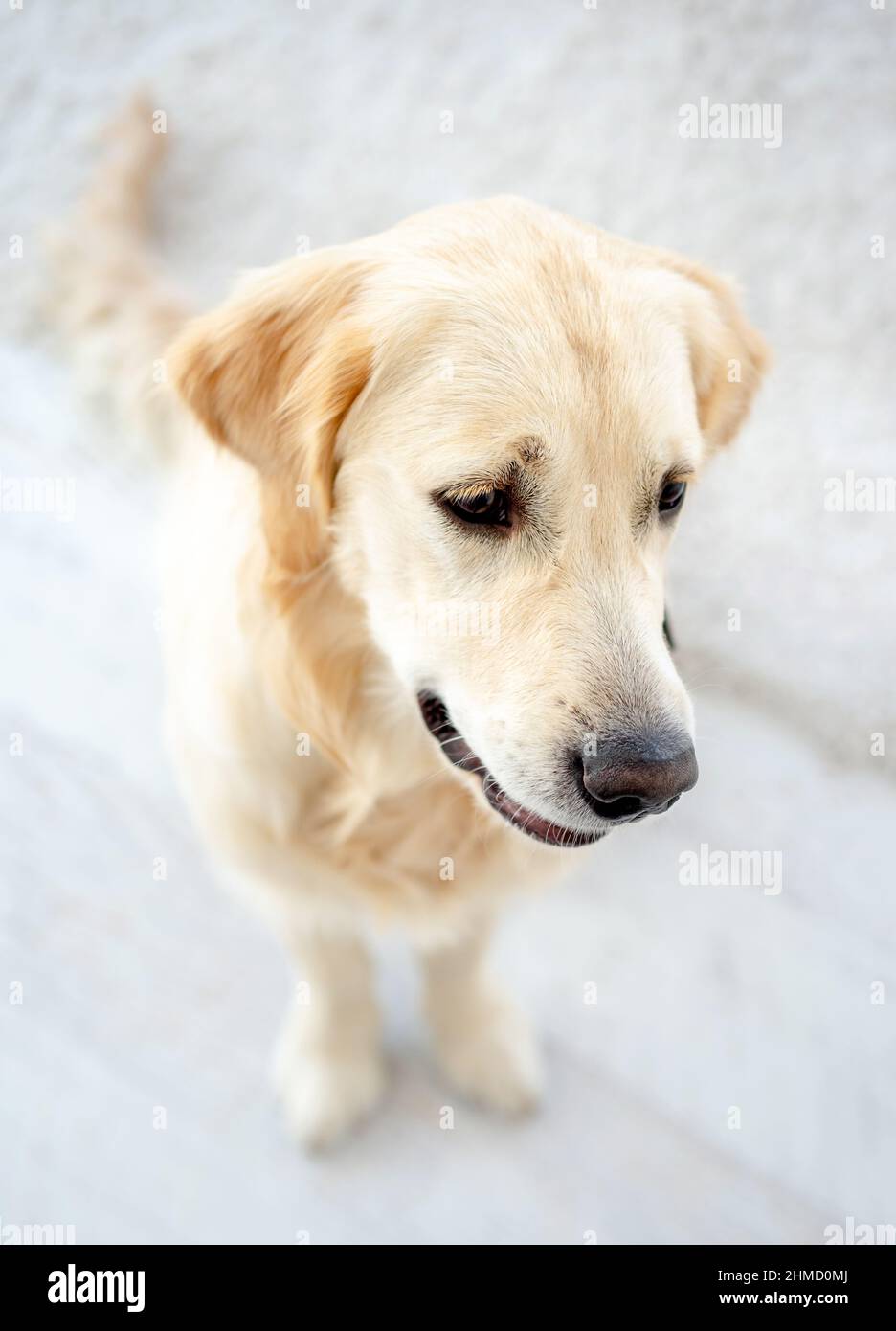 Top view dog hi-res stock photography and images - Alamy