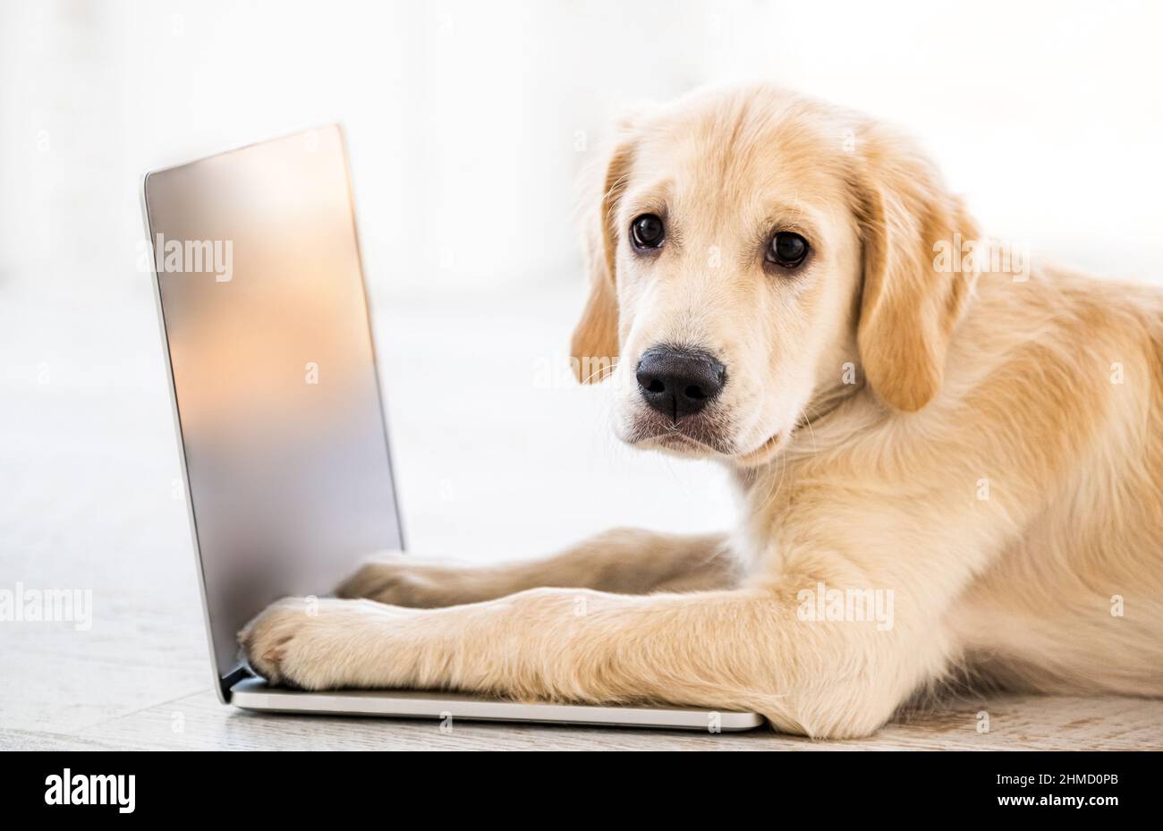 Cute dog lying on laptop Stock Photo - Alamy
